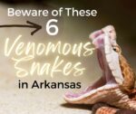 BEWARE of the 6 Venomous snakes in Arkansas - All About Arkansas