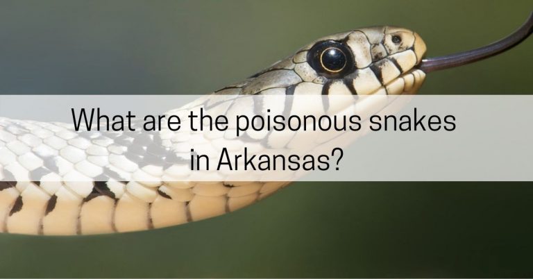 BEWARE of the 6 poisonous snakes in Arkansas - All About Arkansas