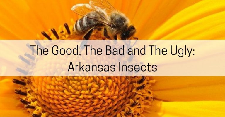 The Good, The Bad and The VERY Ugly: Arkansas Insects