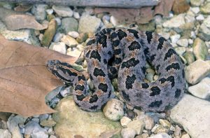 BEWARE of the 6 Venomous snakes in Arkansas - All About Arkansas