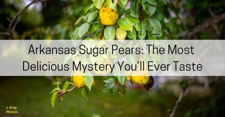 Arkansas Sugar Pears: The Most Delicious Mystery You’ll Ever Taste ...
