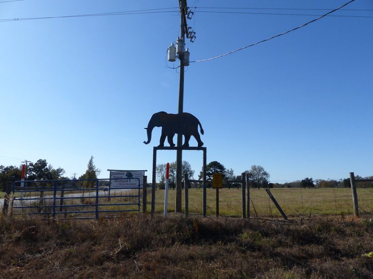 Elephants in Arkansas: Truth and Mystery
