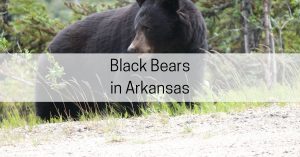 Does Arkansas Have Bears? - All About Arkansas