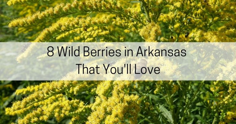 17 Wild Plants in Arkansas to Forage - All About Arkansas
