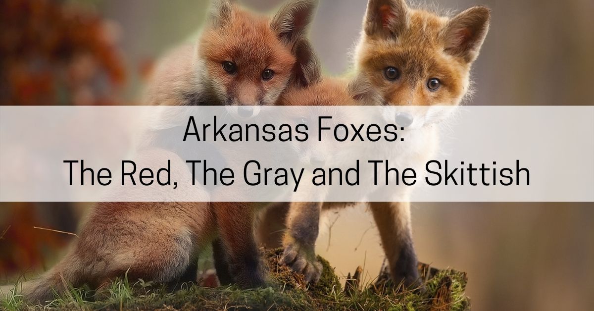 Arkansas Foxes: The Red, The Gray and The Skittish - All About Arkansas