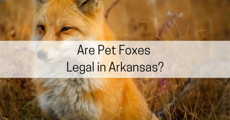 BEWARE of the 6 poisonous snakes in Arkansas - All About Arkansas