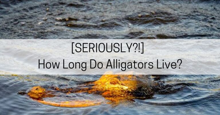 [SERIOUSLY?!] How Long Do Alligators Live? - All About Arkansas